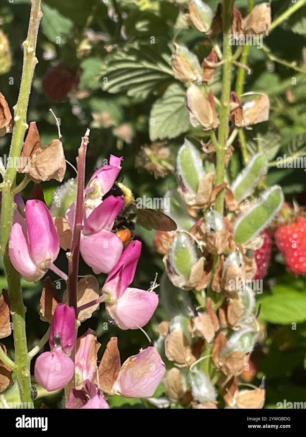 California Bumble Bee (Bombus californicus Stock Photo - Alamy