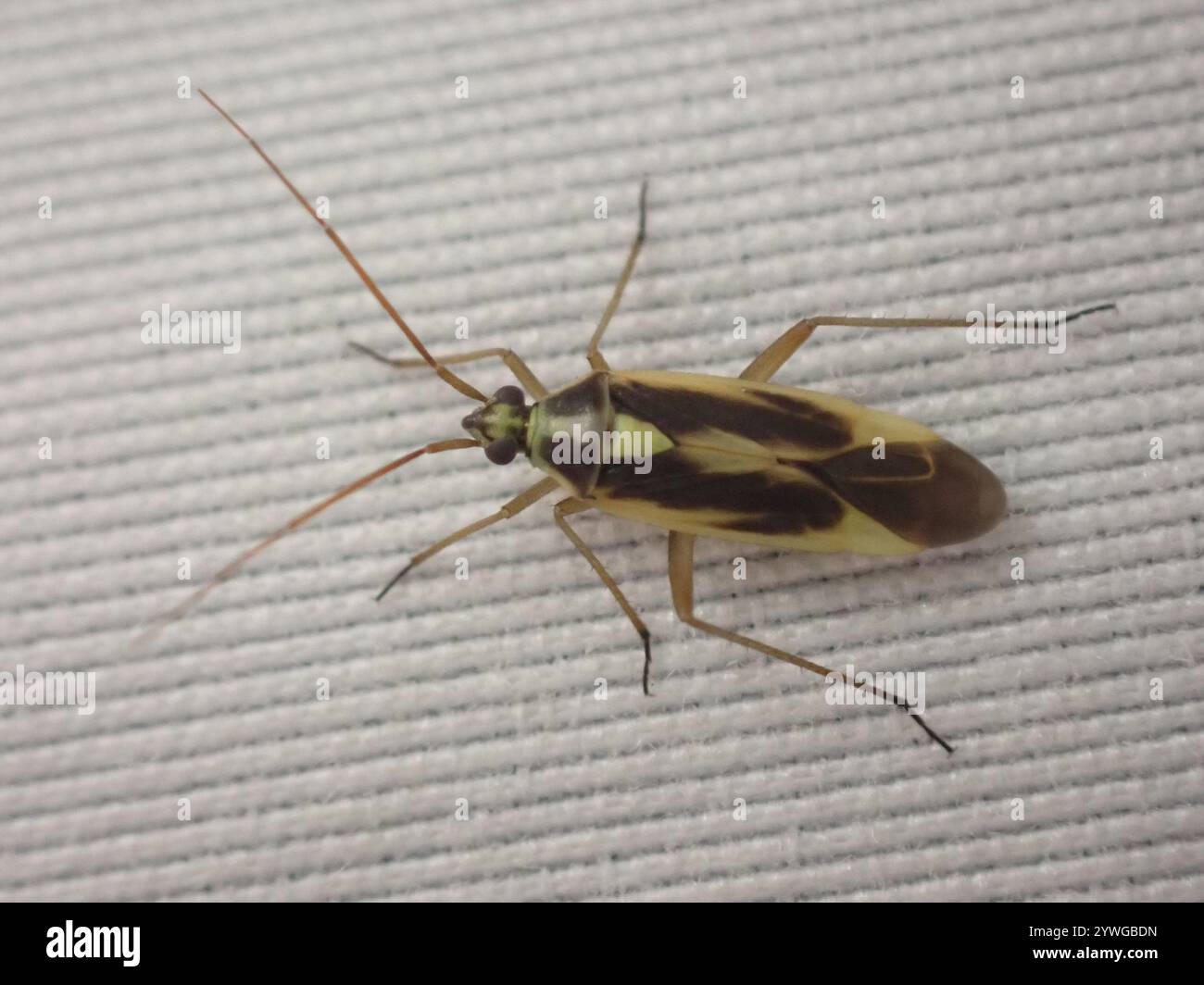 Two-spotted Grass Bug (Stenotus binotatus Stock Photo - Alamy