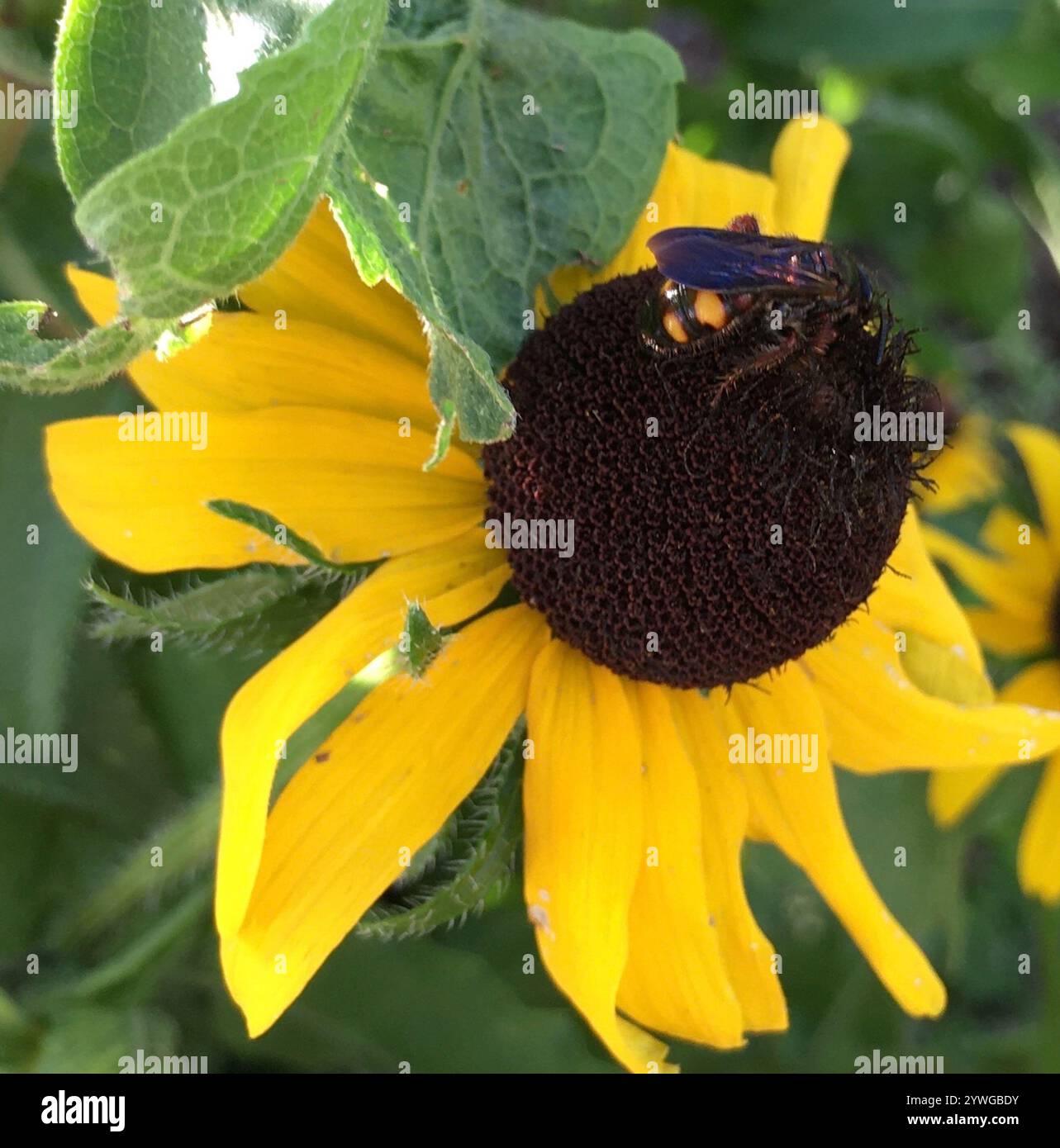 Noble Scoliid Wasp (Scolia nobilitata Stock Photo - Alamy
