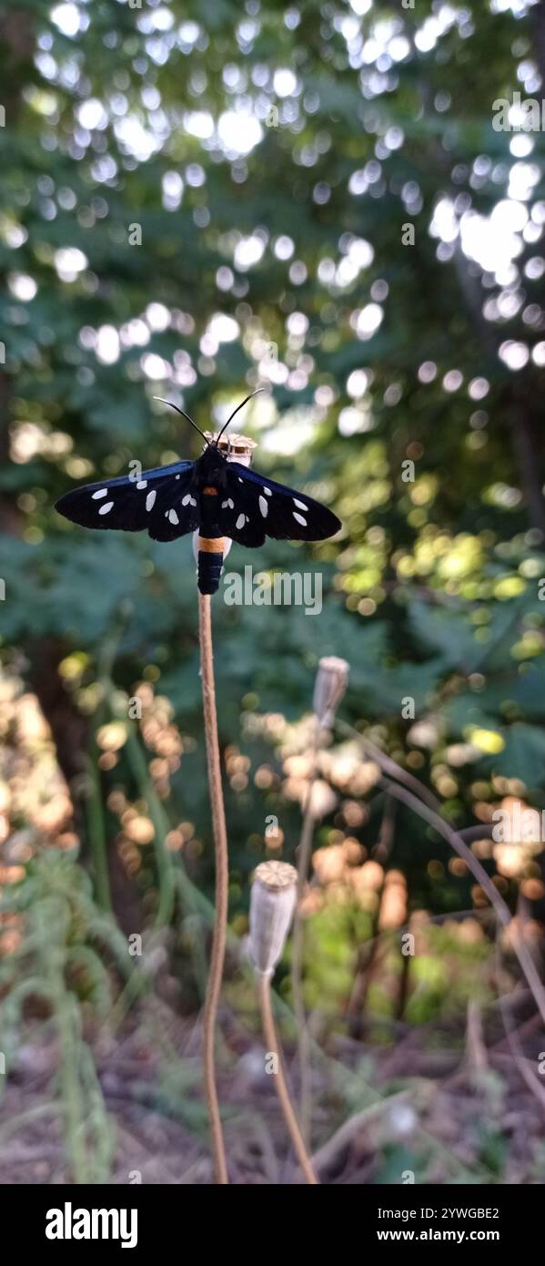 Nine-spotted Moth (Amata phegea Stock Photo - Alamy