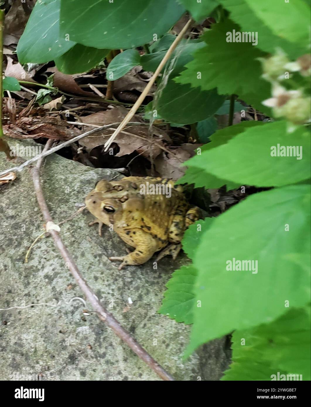 American Toad (Anaxyrus americanus Stock Photo - Alamy