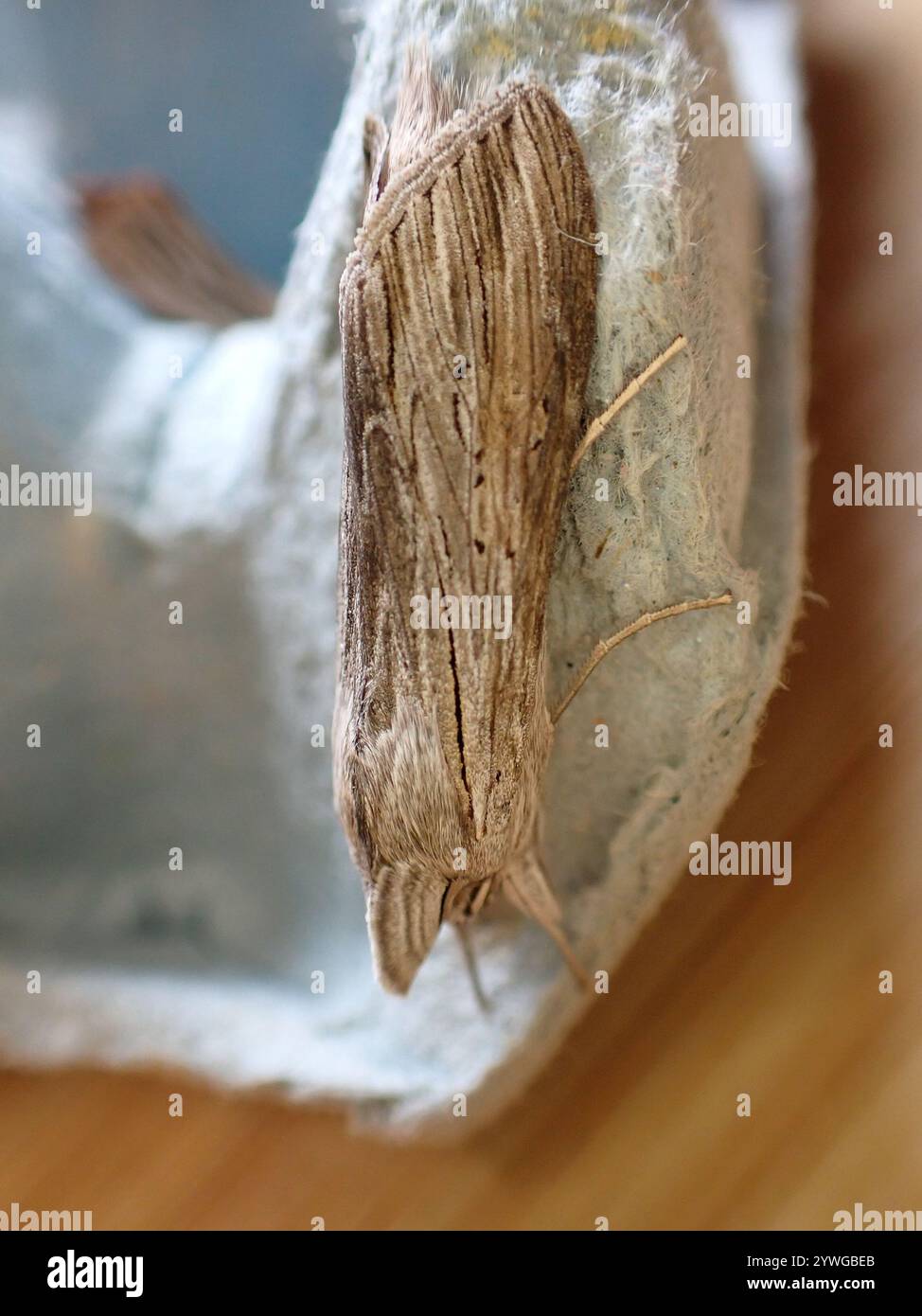 Shark Moth (Cucullia umbratica Stock Photo - Alamy