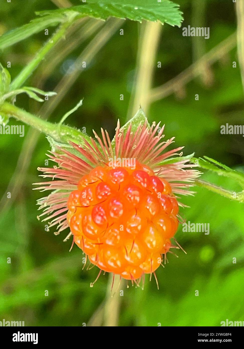 Salmonberry (Rubus spectabilis Stock Photo - Alamy