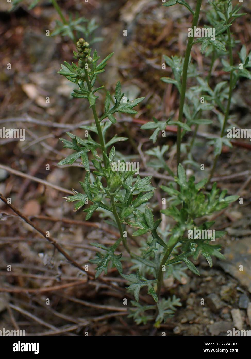 lemon sagewort (Artemisia michauxiana Stock Photo - Alamy
