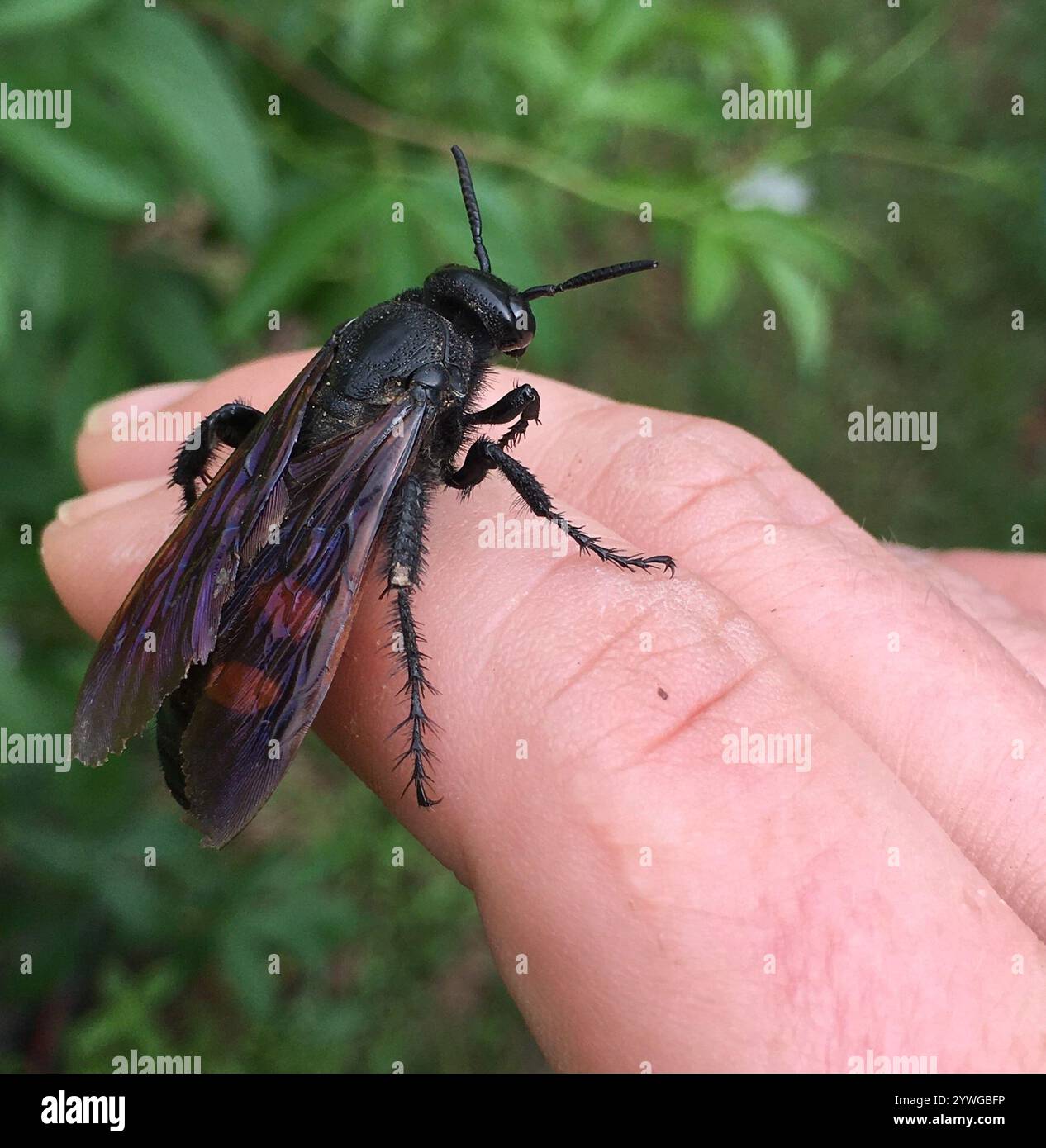 Large Four-spotted Scoliid Wasp (Pygodasis quadrimaculata Stock Photo ...