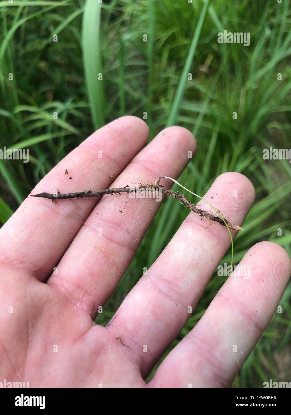 slender spike rush (Eleocharis tenuis verrucosa Stock Photo - Alamy