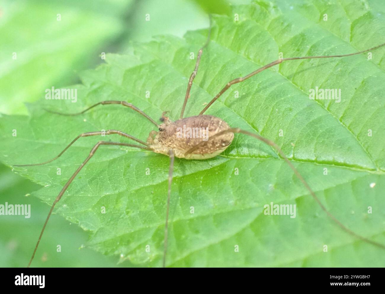 Spring Harvestman (Rilaena triangularis Stock Photo - Alamy