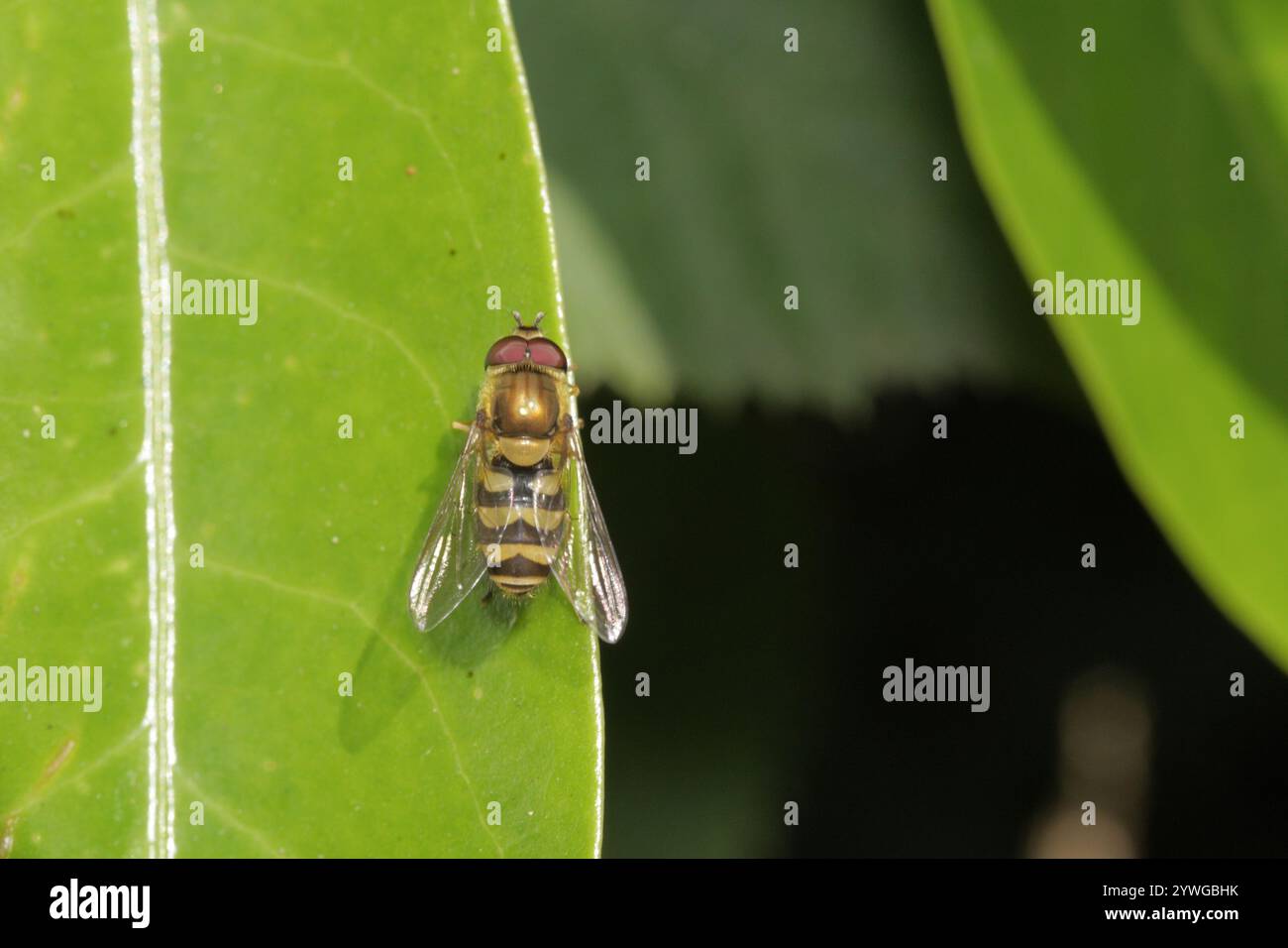 Common Flower Flies (Syrphus Stock Photo - Alamy