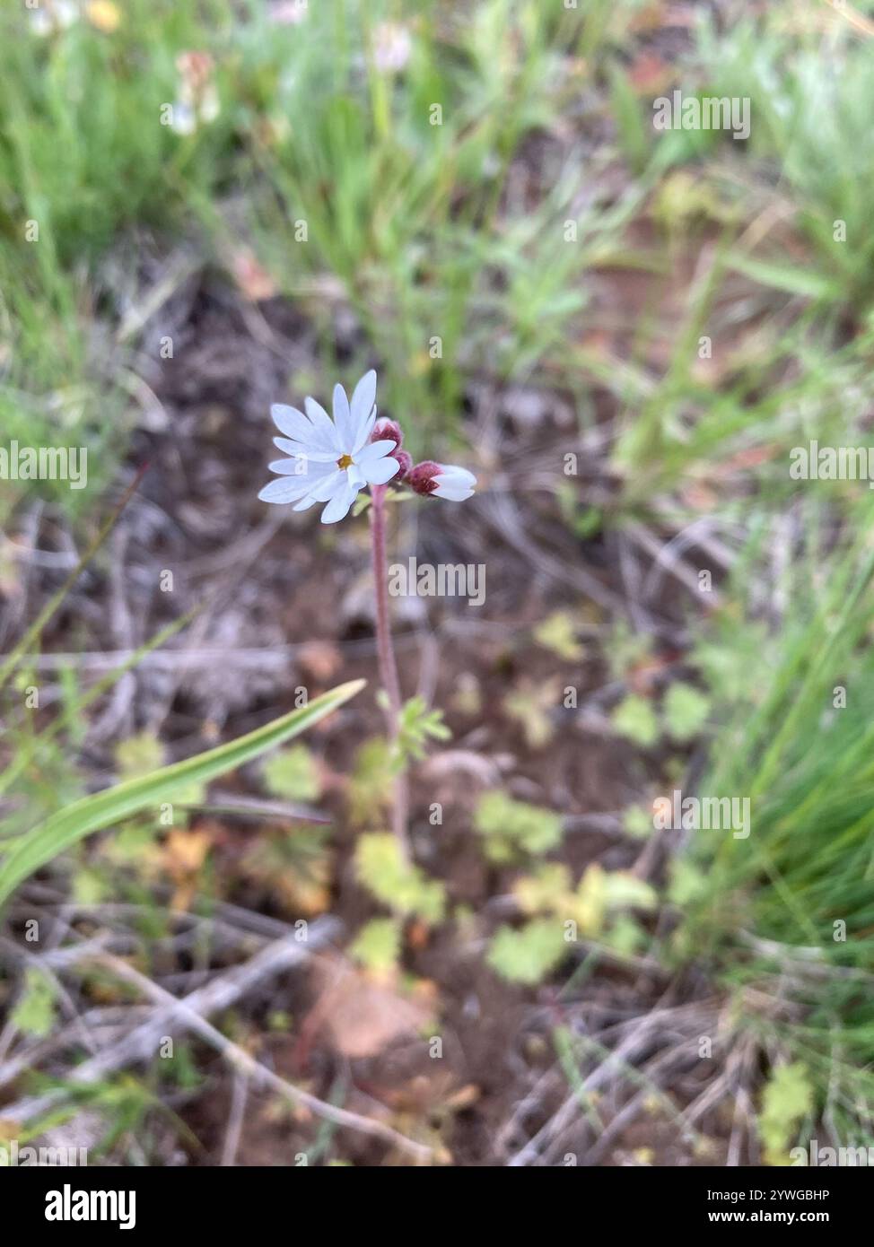 smallflower woodland star (Lithophragma parviflorum Stock Photo - Alamy