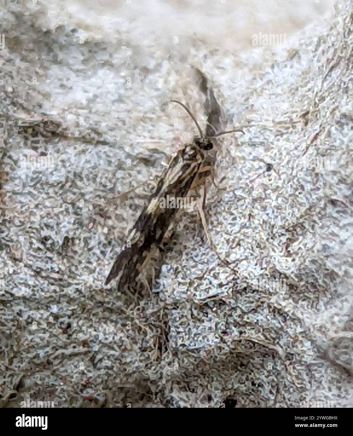 Microcaddisfly hi-res stock photography and images - Alamy