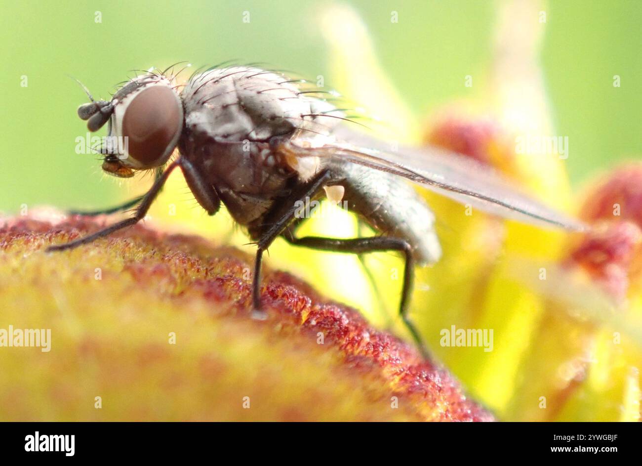 Root-maggot Flies (Anthomyiidae Stock Photo - Alamy