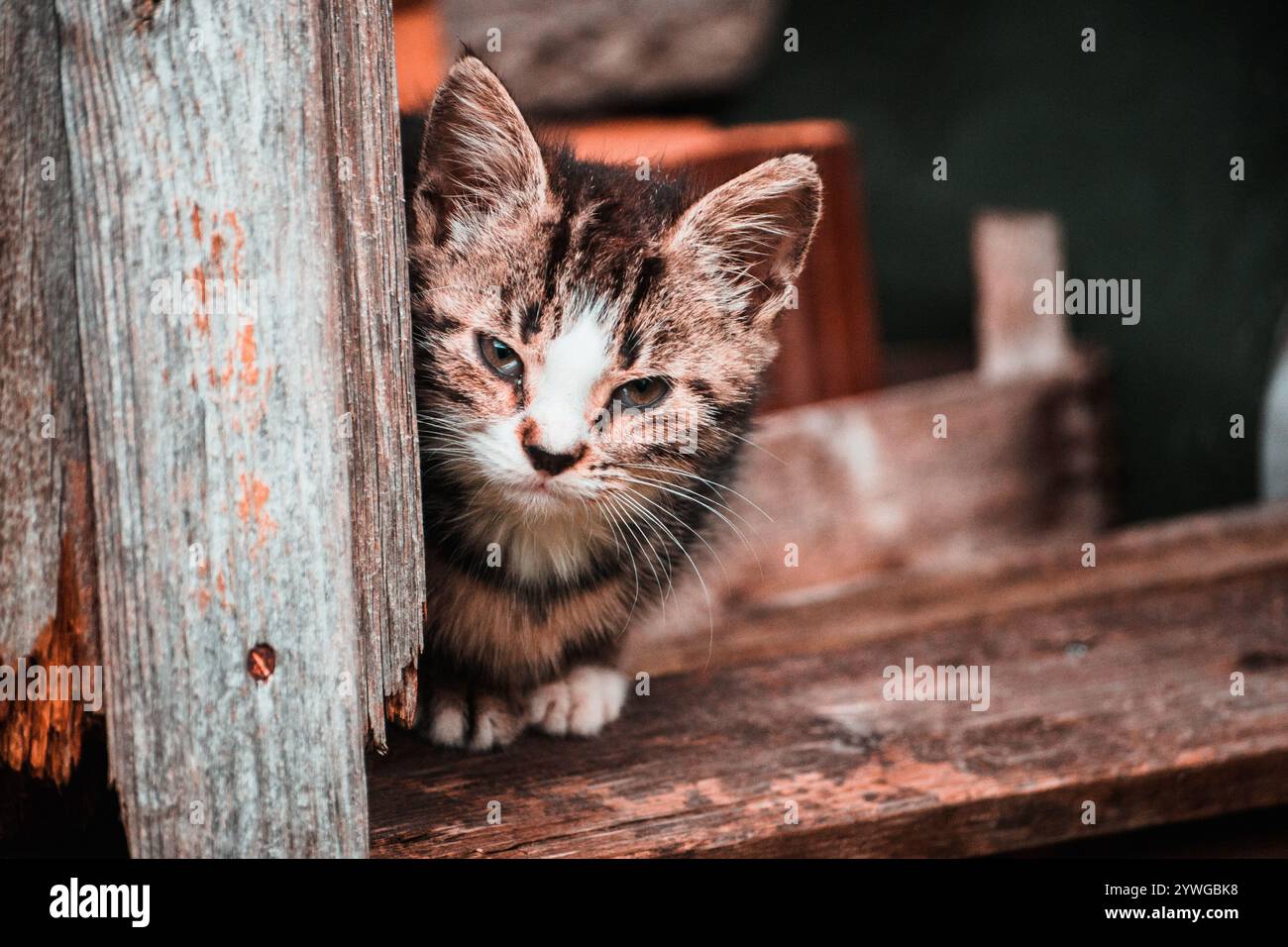 tabby baby cat in a barn Stock Photo - Alamy