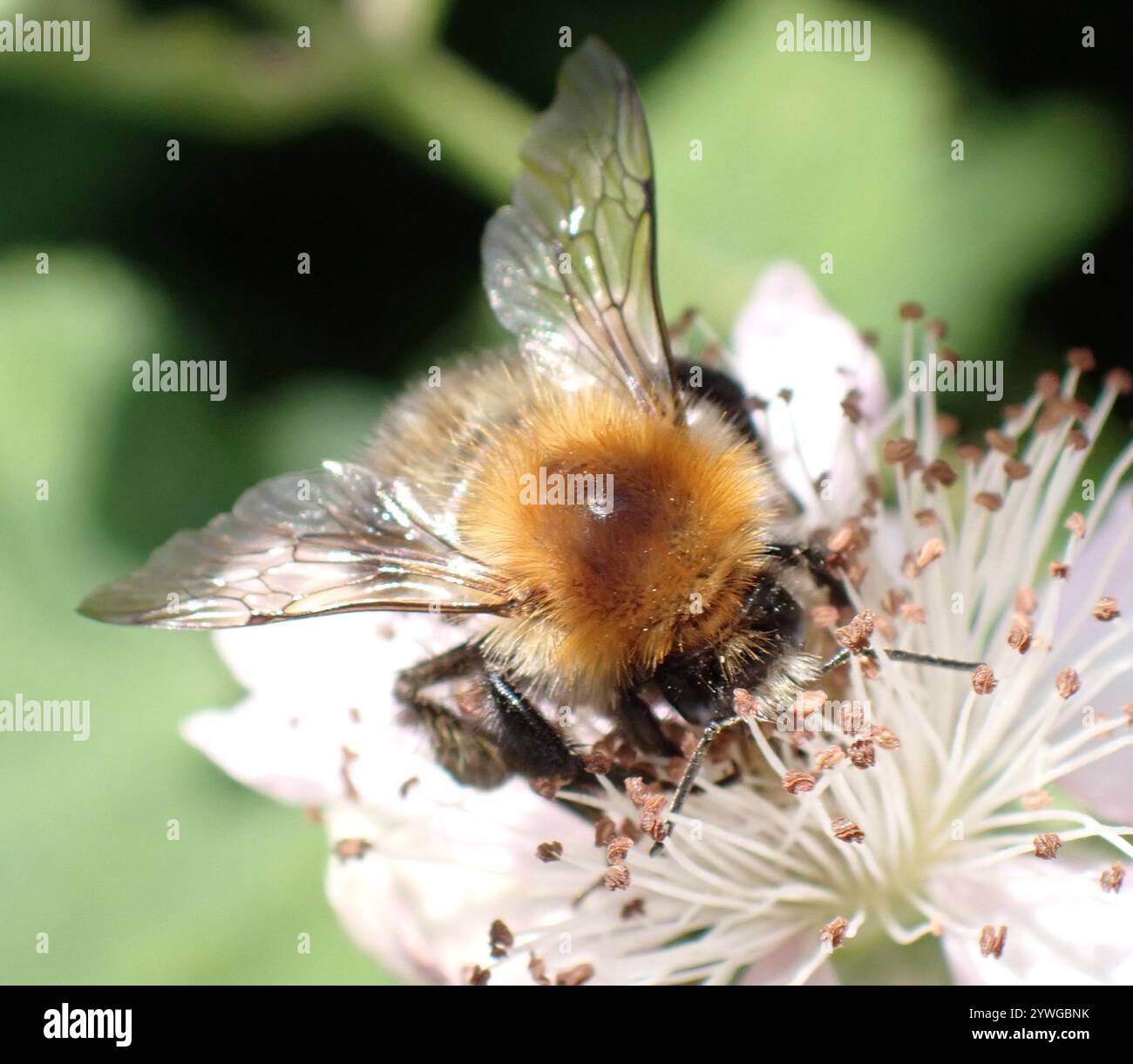 Common Carder Bumble Bee (Bombus pascuorum Stock Photo - Alamy