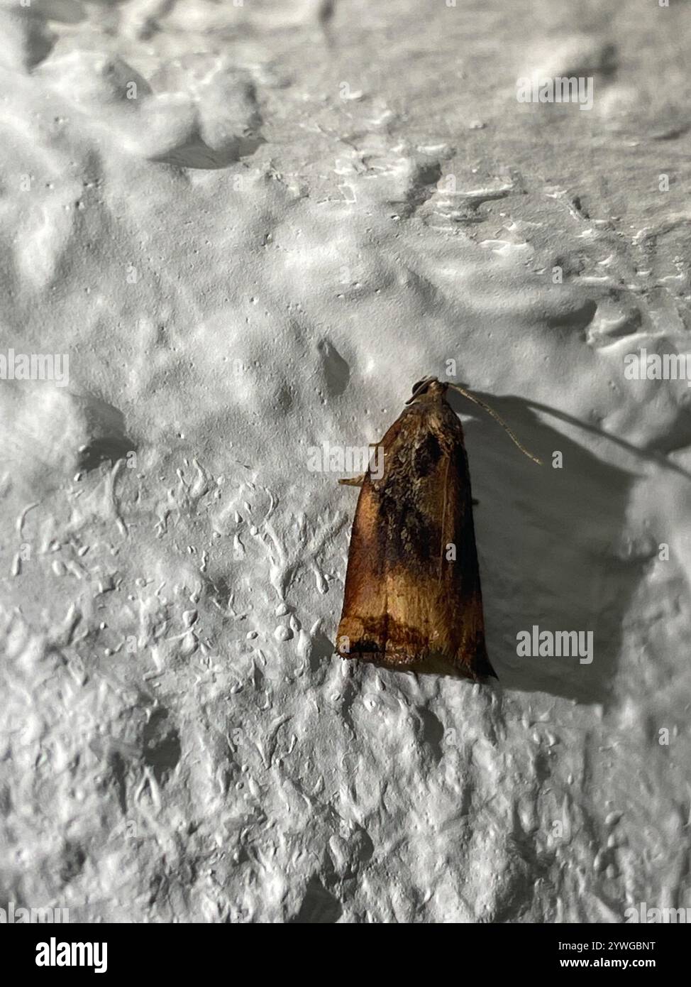 Archips podana hi-res stock photography and images - Alamy