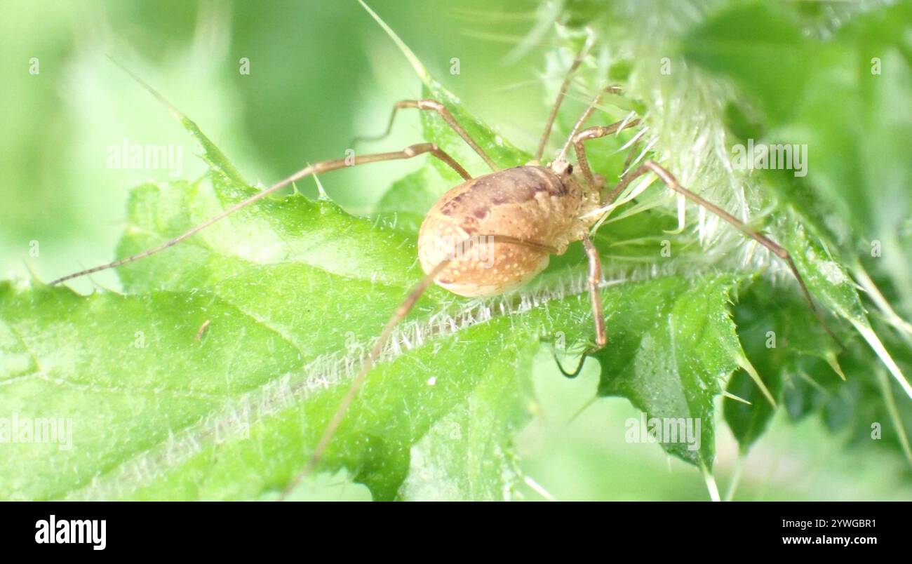 Spring Harvestman (Rilaena triangularis Stock Photo - Alamy