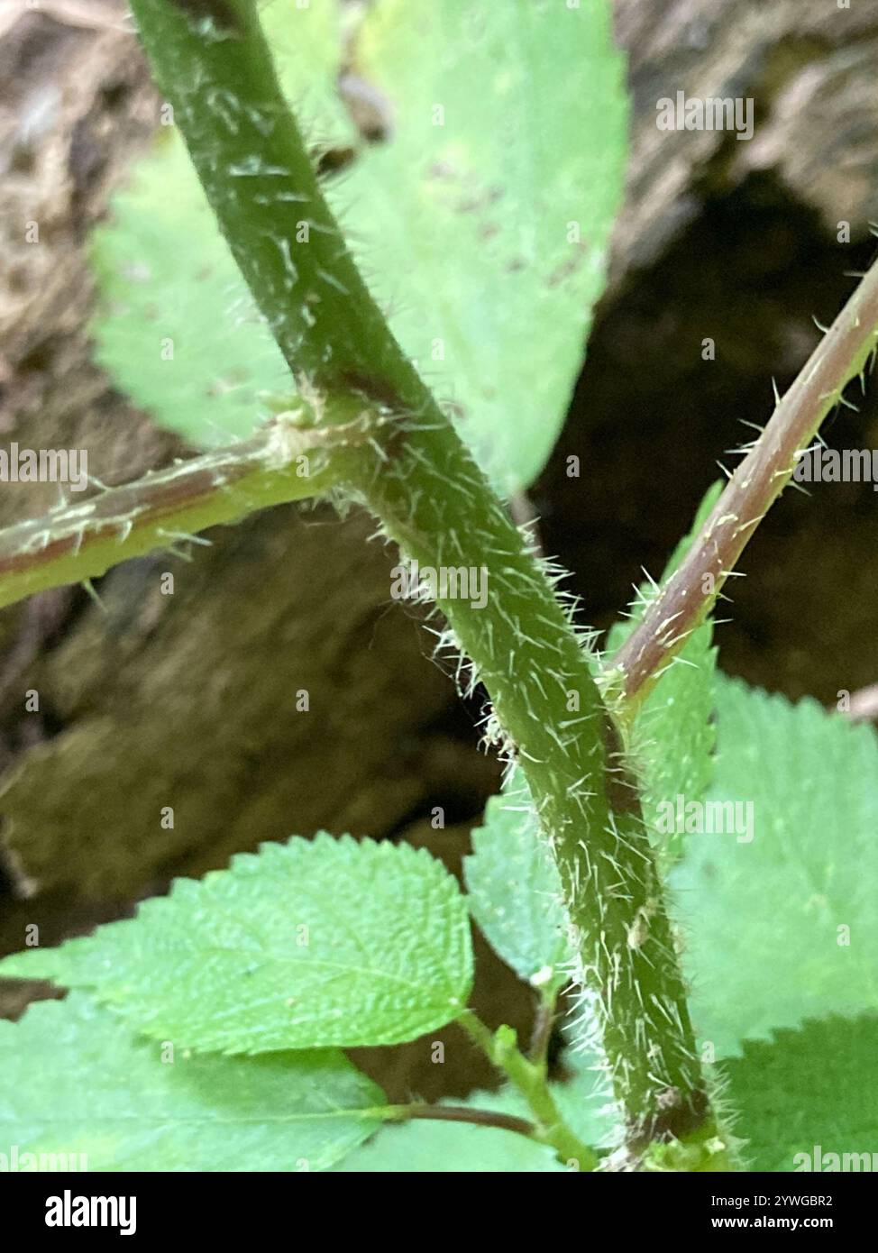 wood nettle (Laportea canadensis Stock Photo - Alamy