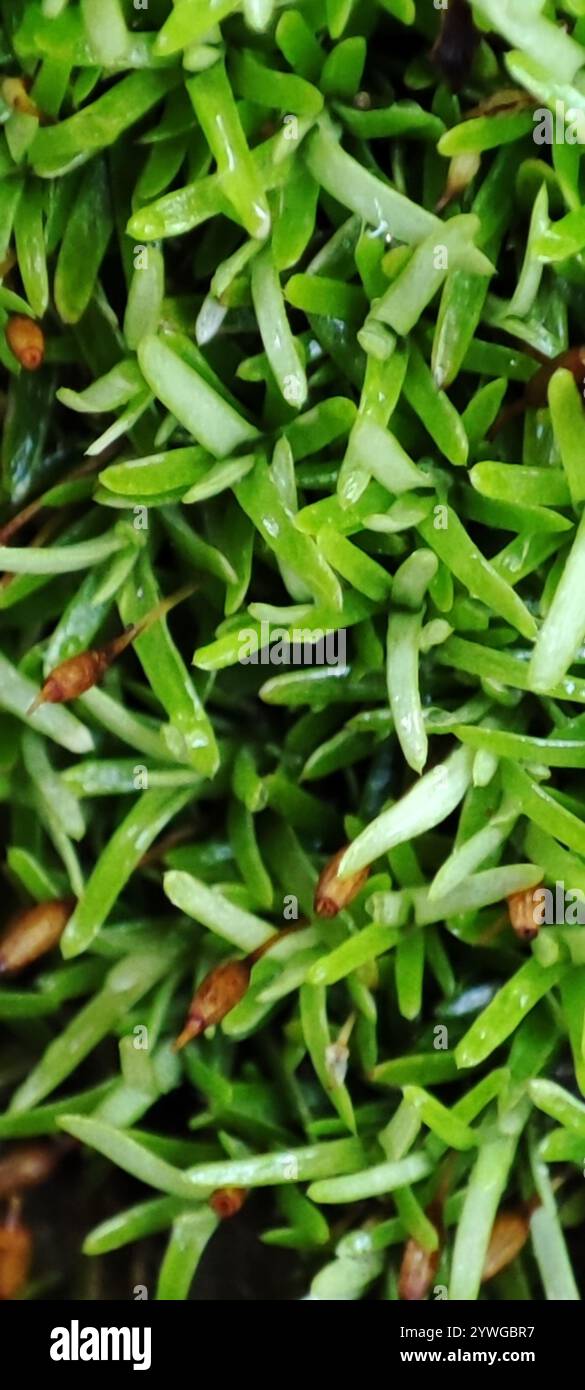 white octoblepharum moss (Octoblepharum albidum Stock Photo - Alamy