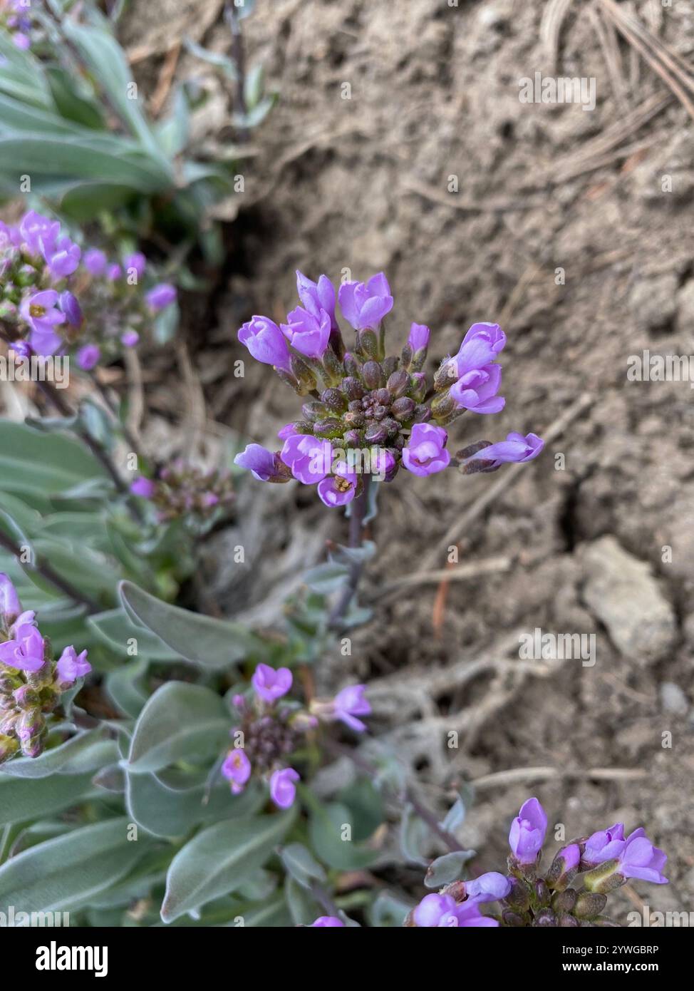 daggerpod (Phoenicaulis cheiranthoides Stock Photo - Alamy