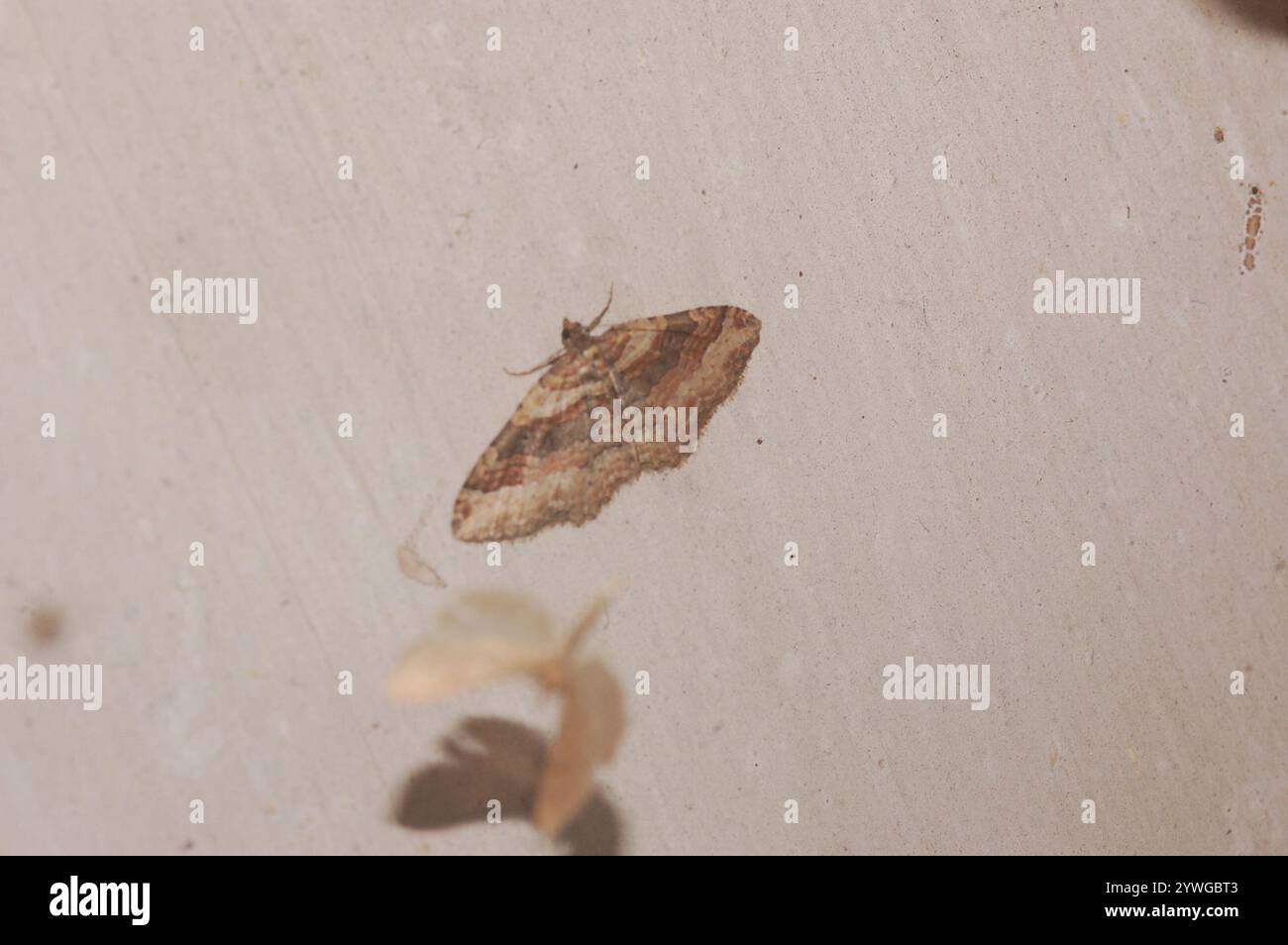 Bent-lined Carpet (Costaconvexa centrostrigaria Stock Photo - Alamy
