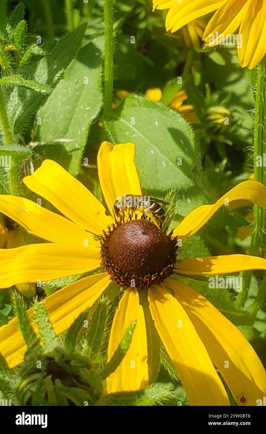 Orange-legged Furrow Bee (Halictus rubicundus Stock Photo - Alamy