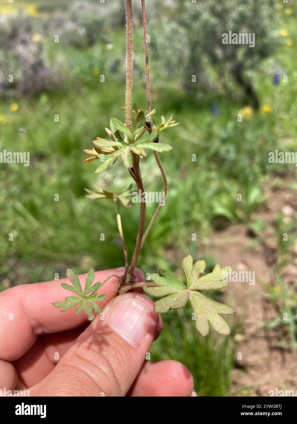 Bulbous woodland star (Lithophragma glabrum Stock Photo - Alamy