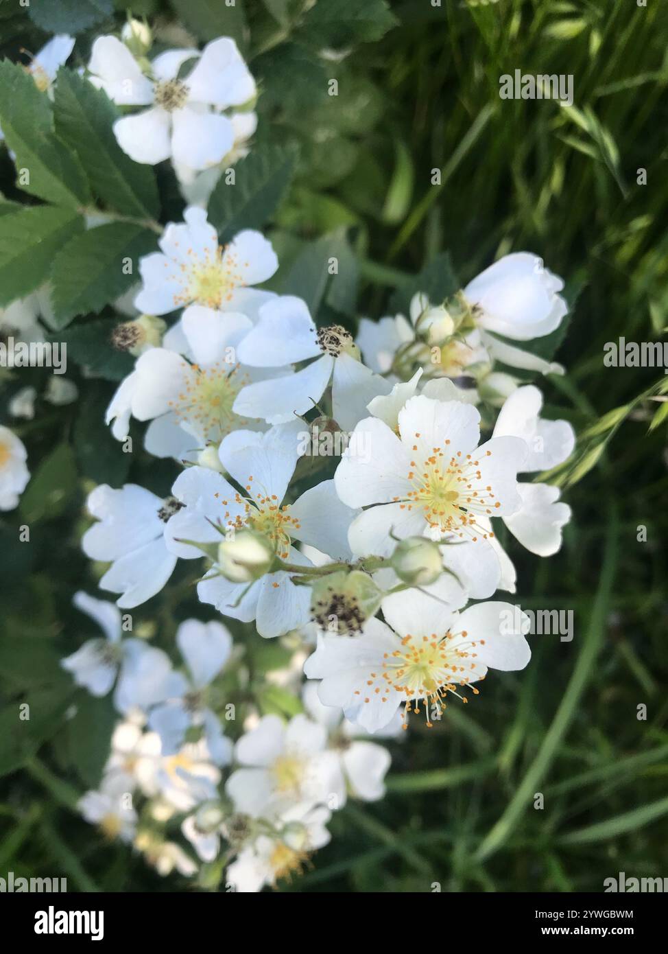 multiflora rose (Rosa multiflora Stock Photo - Alamy