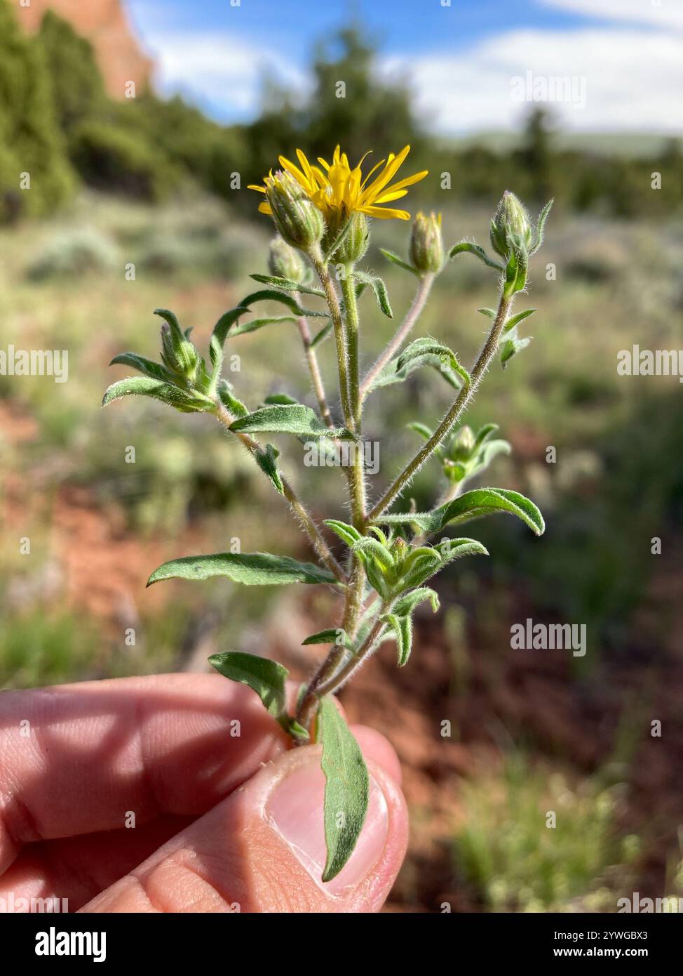 Hispid goldenaster (Heterotheca hispida Stock Photo - Alamy