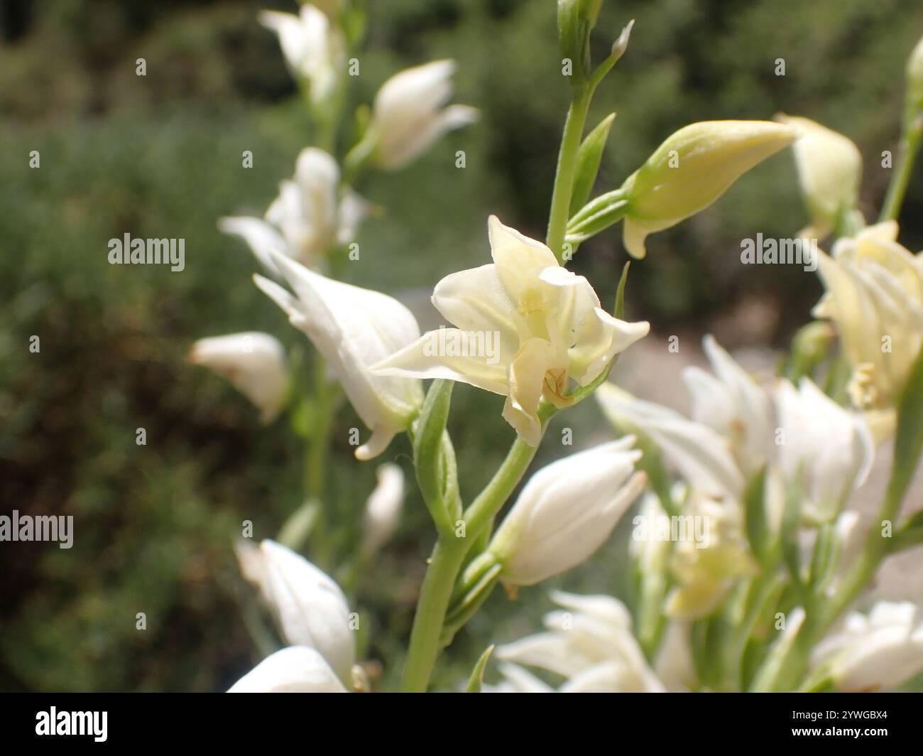 Eastern Hooded Helleborine (Cephalanthera epipactoides Stock Photo - Alamy