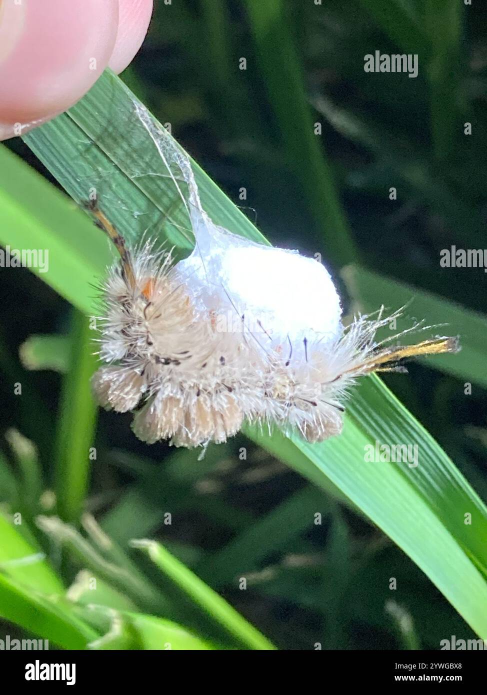 Ants, Bees, Wasps, and Sawflies (Hymenoptera Stock Photo - Alamy