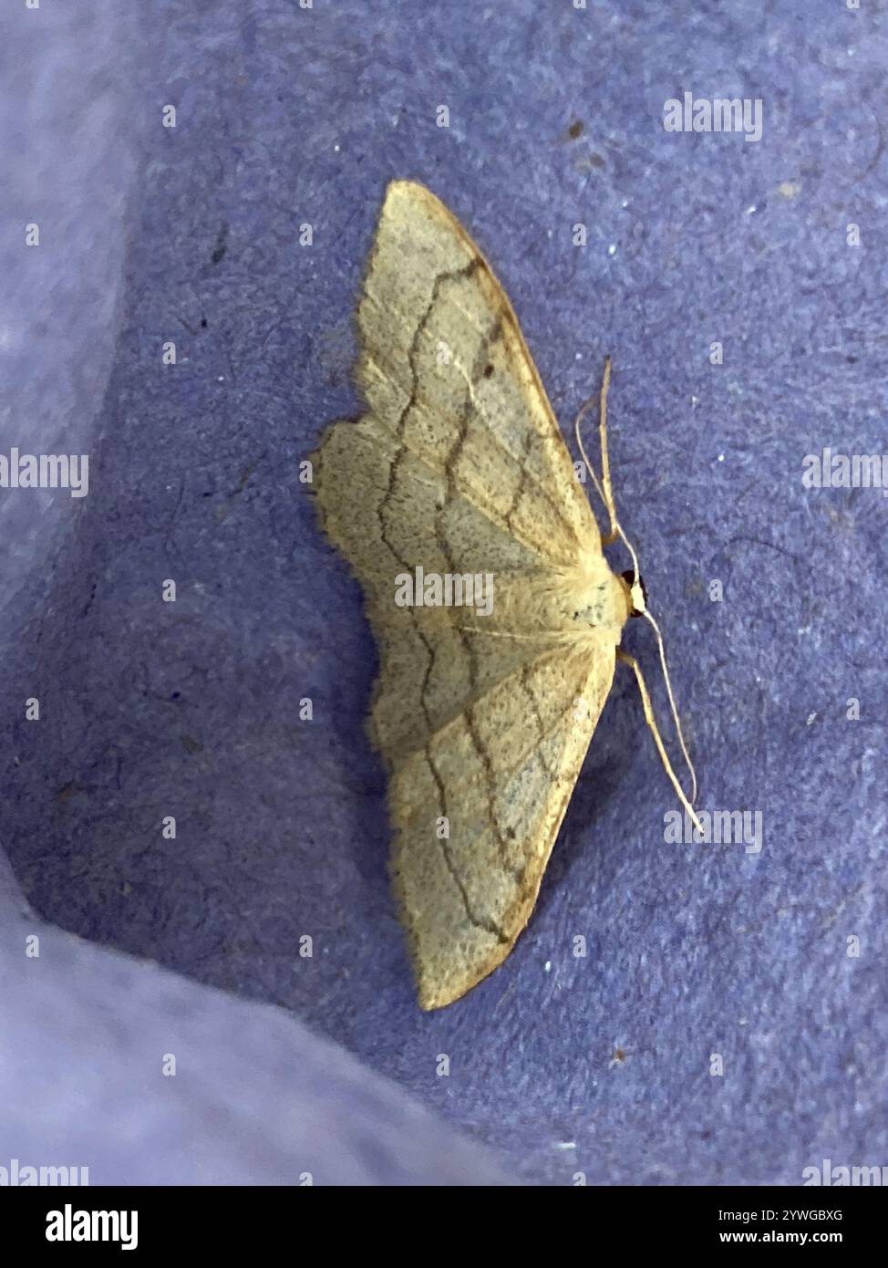 Riband Wave (Idaea aversata Stock Photo - Alamy