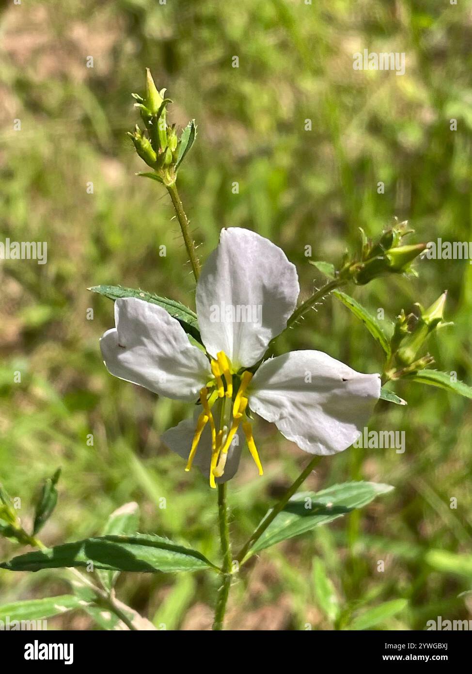 Maryland meadowbeauty (Rhexia mariana Stock Photo - Alamy