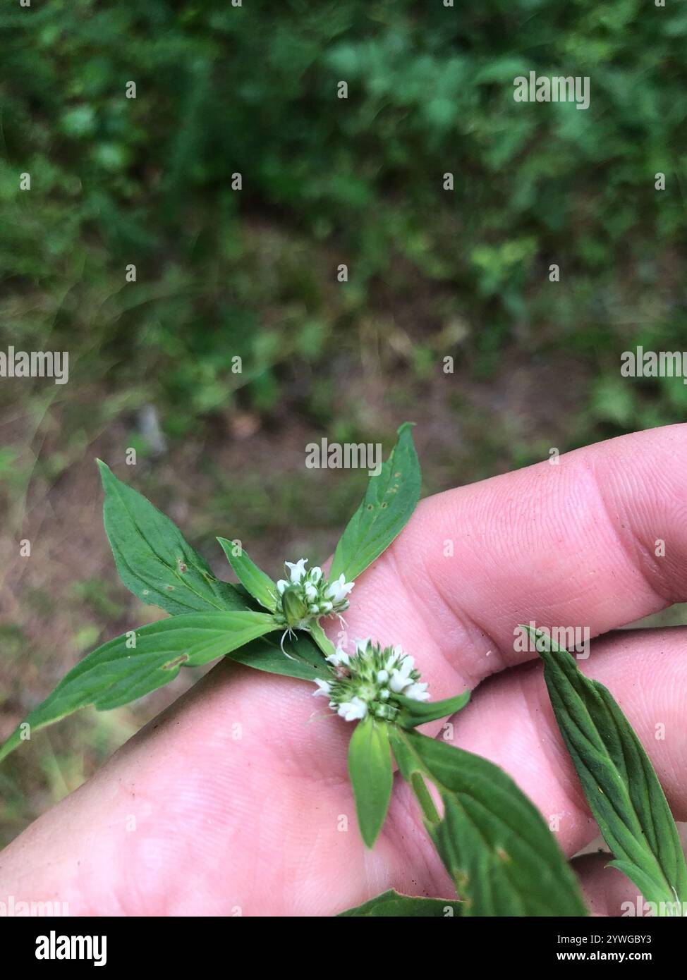 Smooth False Buttonweed (Spermacoce glabra Stock Photo - Alamy