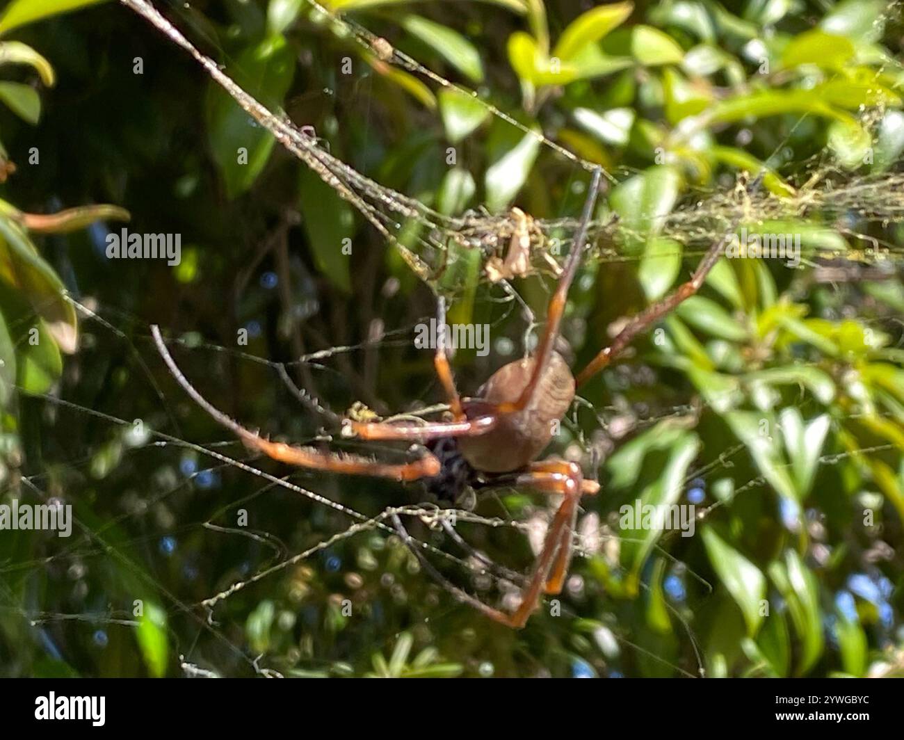 Tiger Spider (Trichonephila plumipes Stock Photo - Alamy