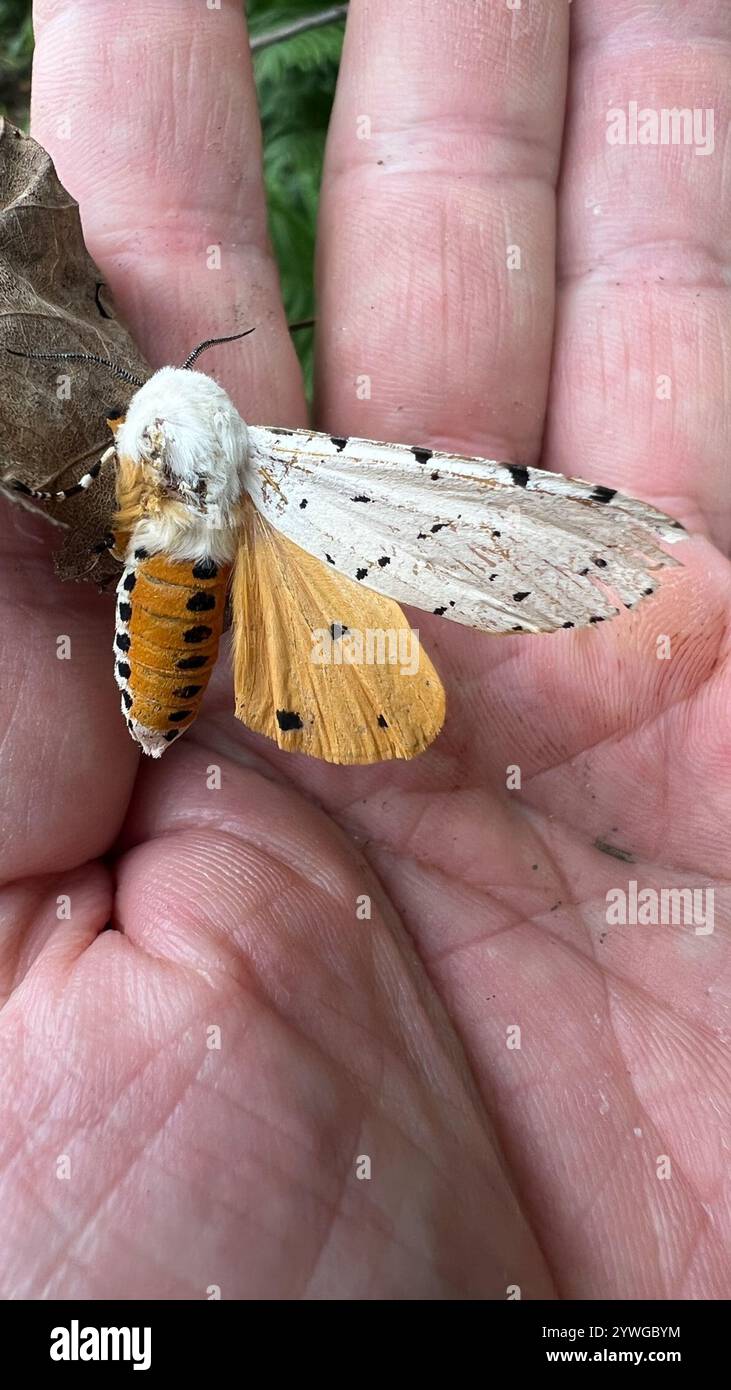 Salt Marsh Moth (Estigmene acrea Stock Photo - Alamy