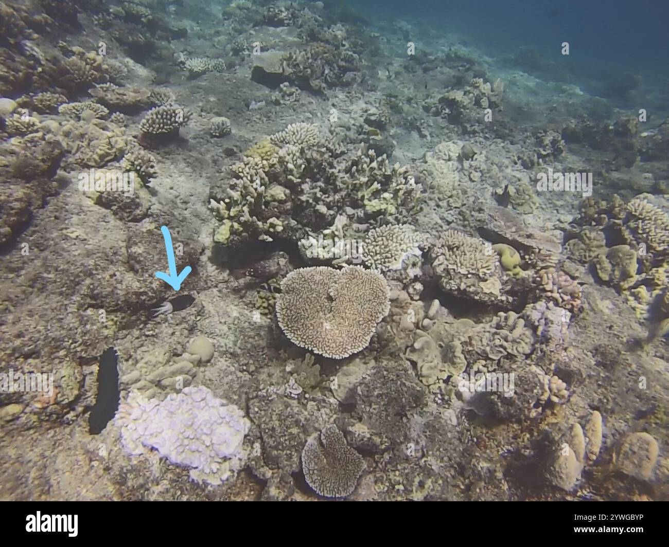 Spiny Chromis (Acanthochromis polyacanthus Stock Photo - Alamy