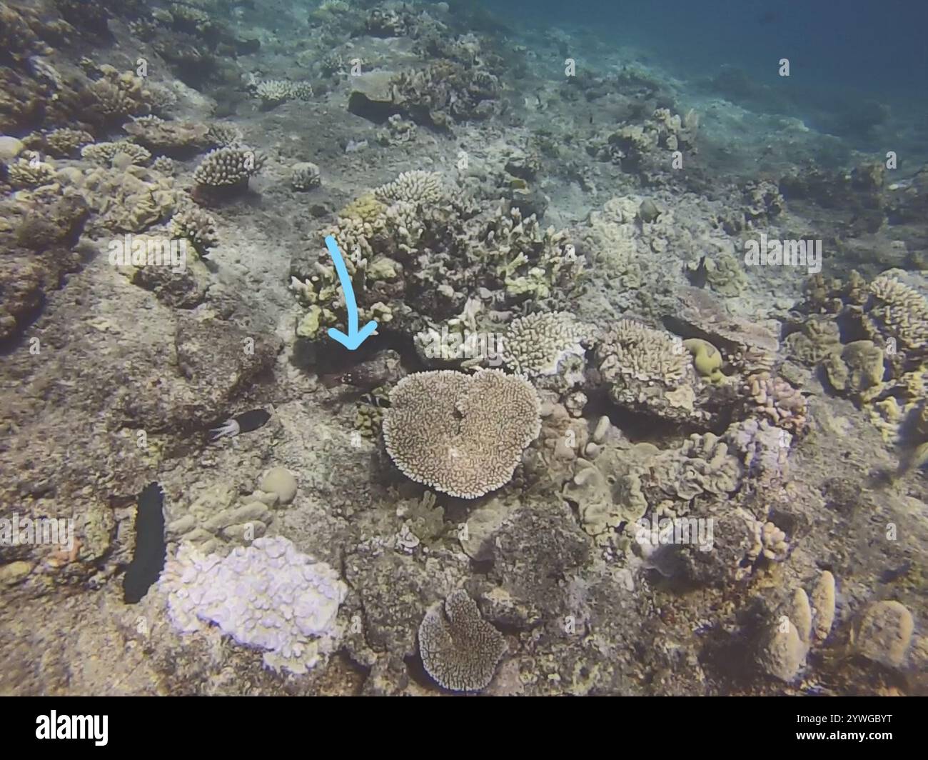 Ray-finned Fishes (Actinopterygii Stock Photo - Alamy