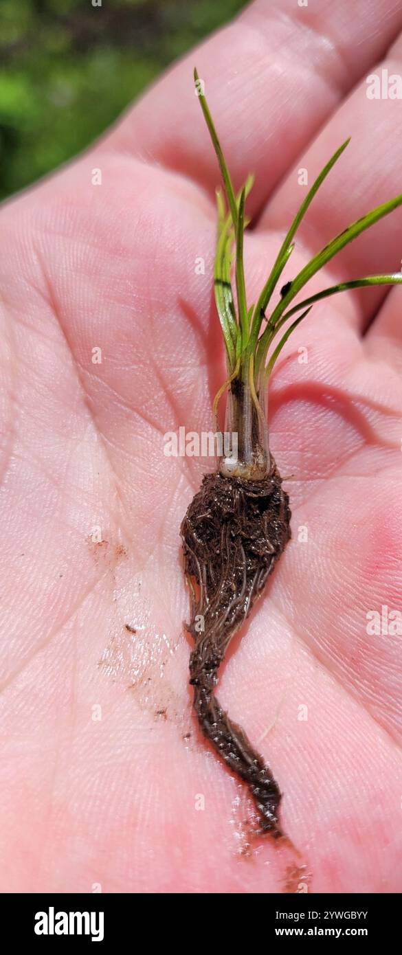 Columbia Quillwort (Isoetes minima Stock Photo - Alamy