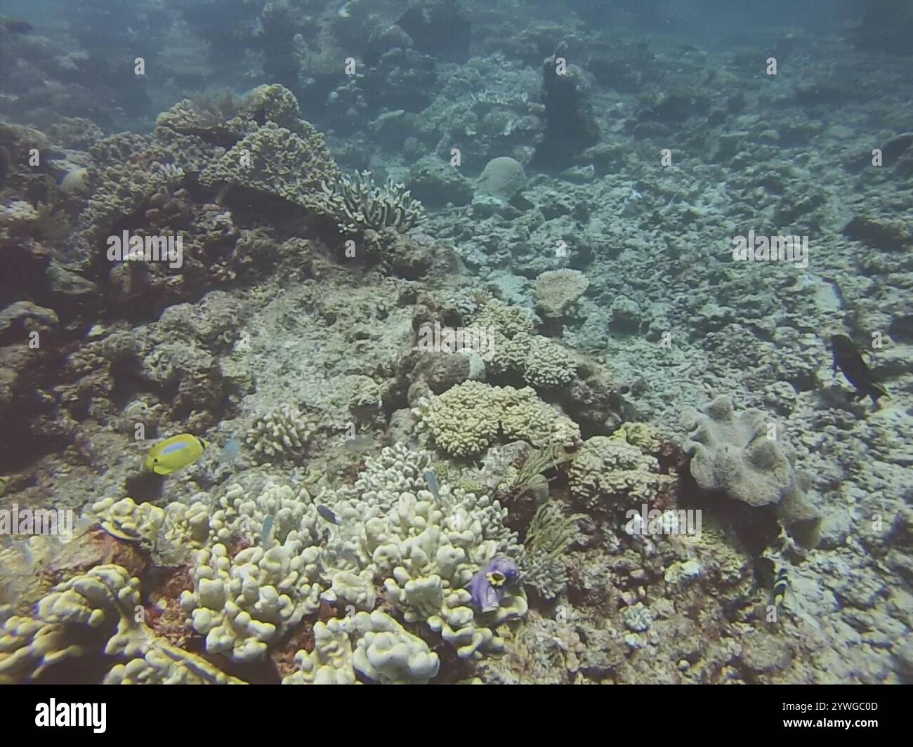 Bluespot Butterflyfish (Chaetodon plebeius Stock Photo - Alamy