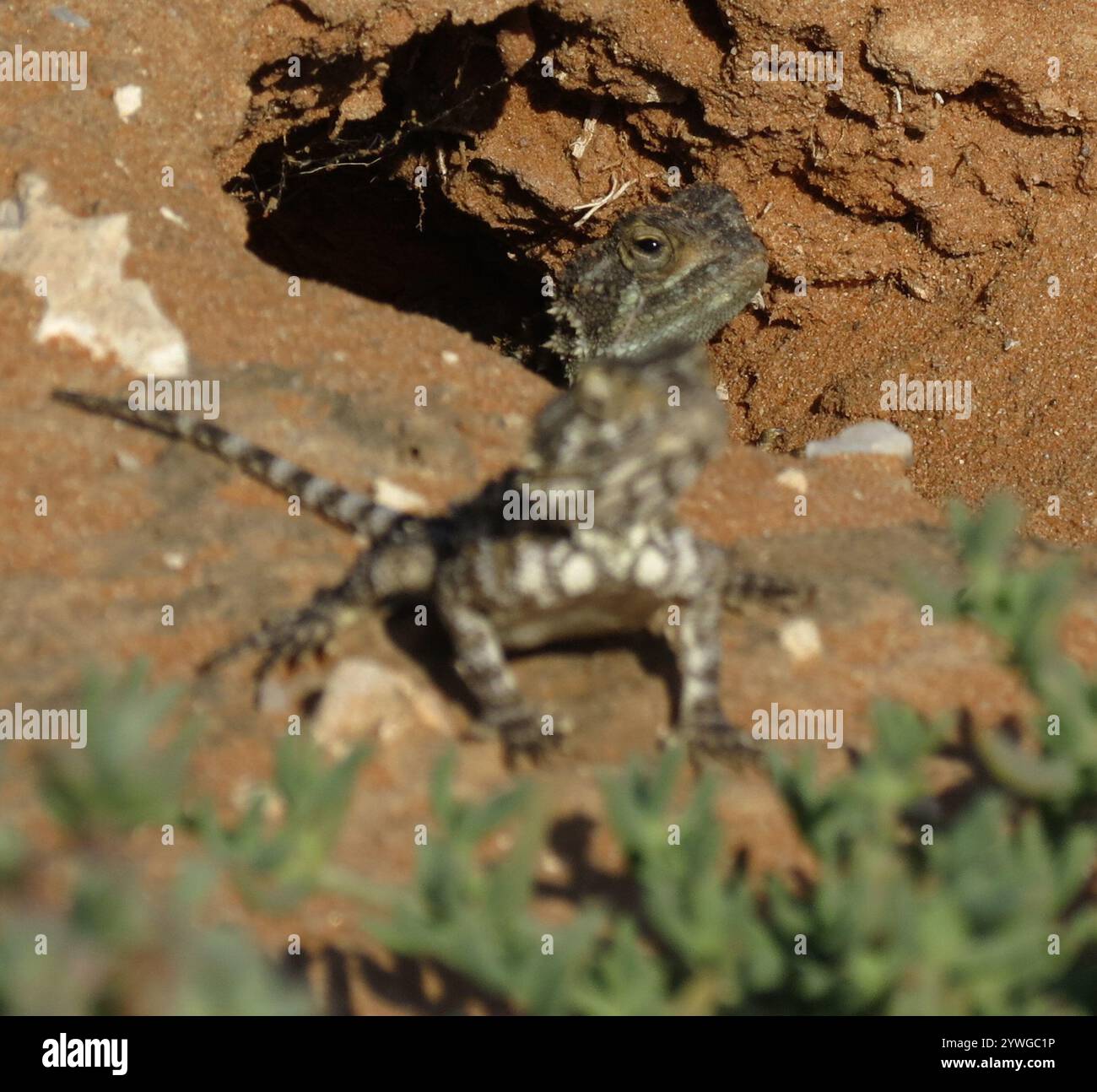 Common Spiny Agama (Agama hispida Stock Photo - Alamy