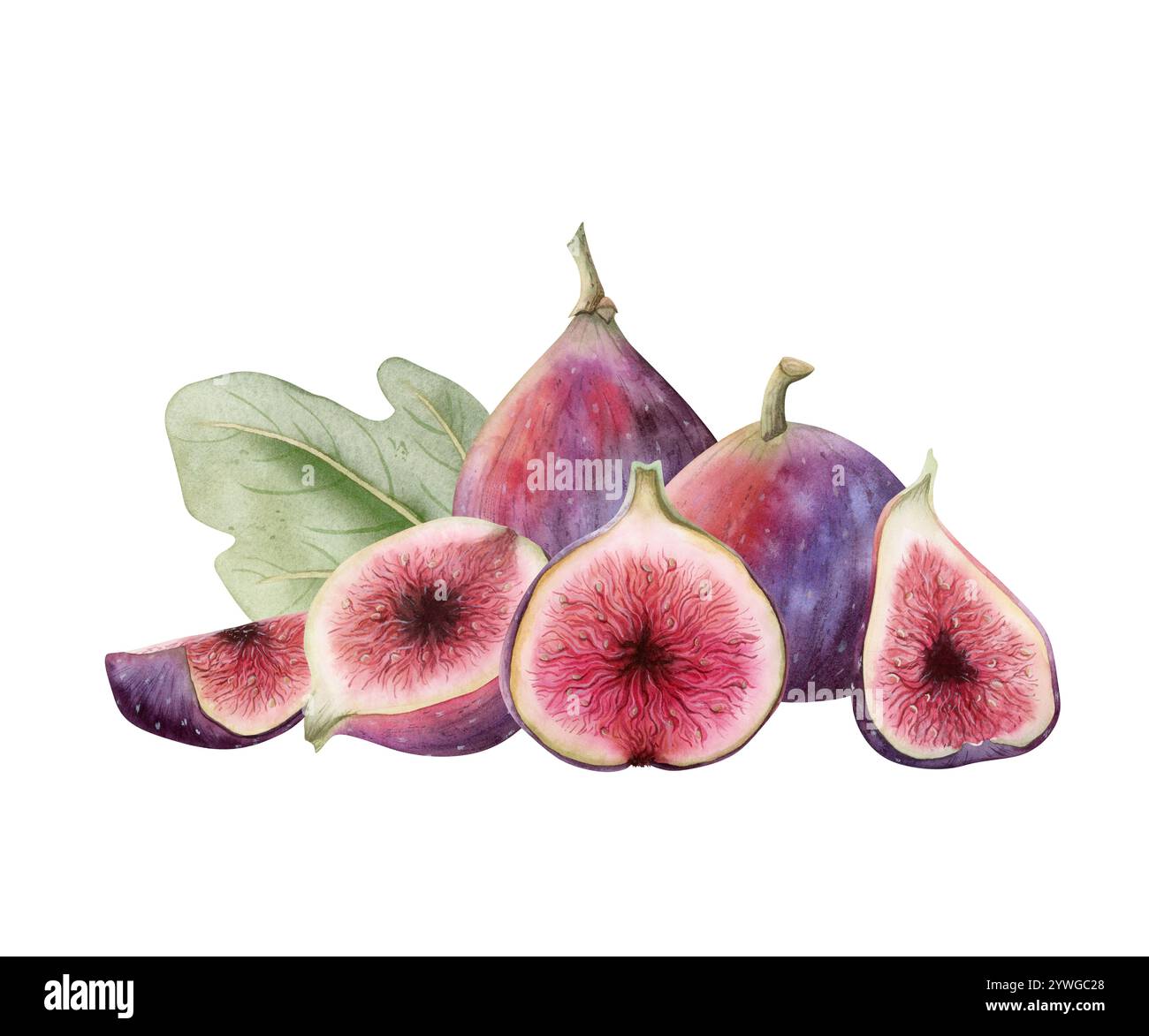 Bunch of figs with leaf watercolor Illustration isolated on white. Hand ...