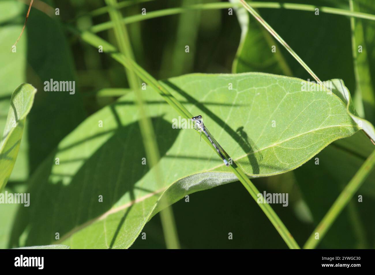 Narrow-winged Damselflies (Coenagrionidae Stock Photo - Alamy