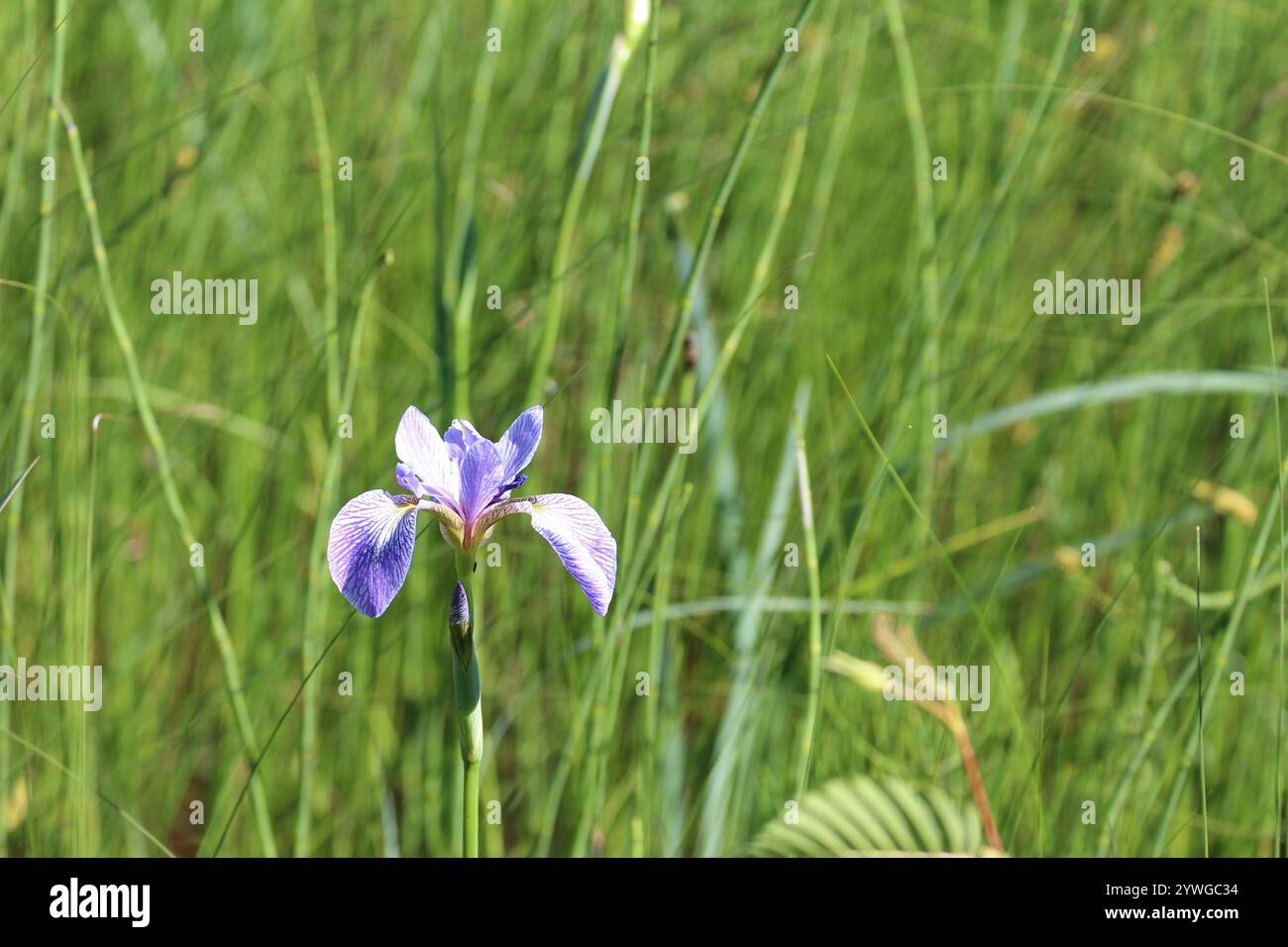 northern blue flag (Iris versicolor Stock Photo - Alamy