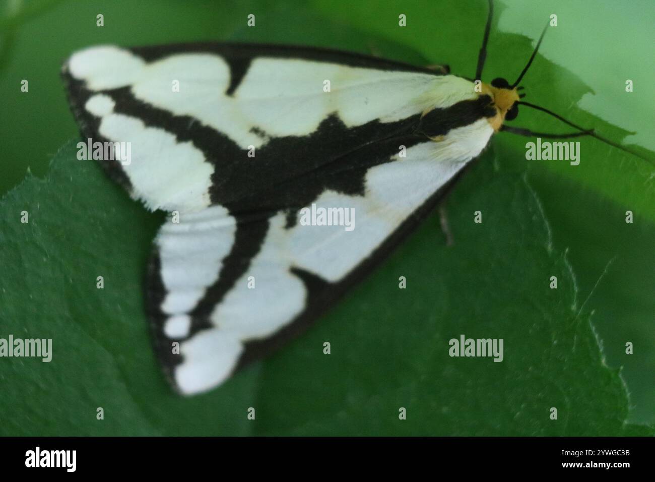 Leconte's Haploa Moth (Haploa lecontei Stock Photo - Alamy