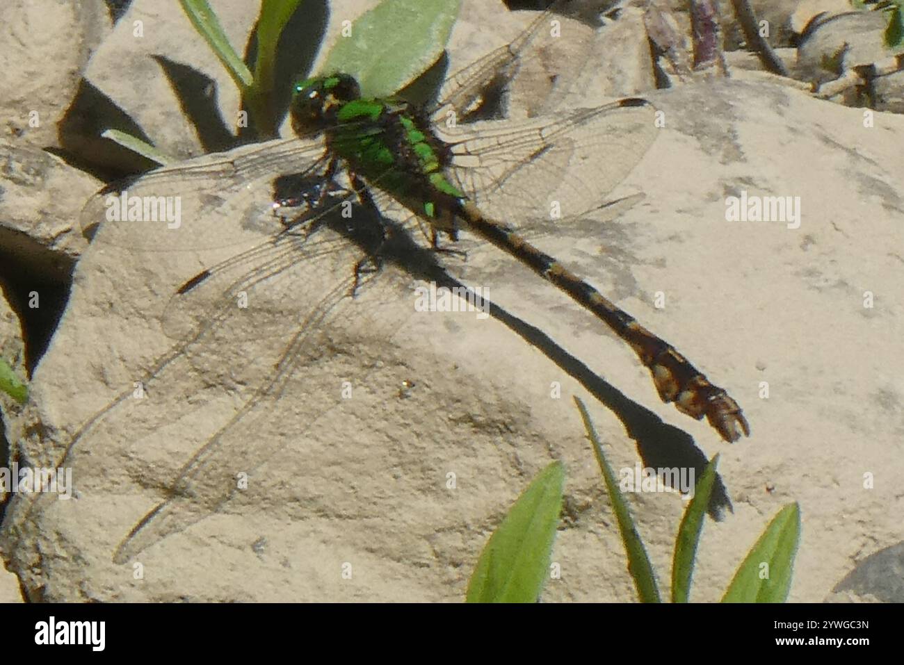 Rusty Snaketail (Ophiogomphus rupinsulensis Stock Photo - Alamy