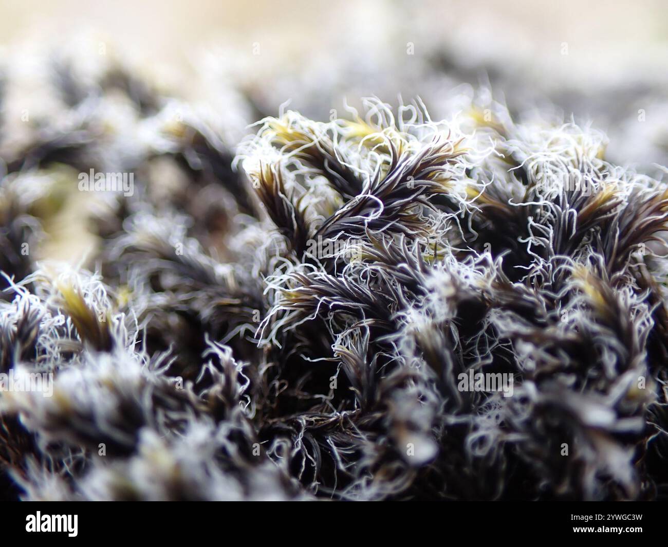 Woolly Fringe-moss (Racomitrium lanuginosum Stock Photo - Alamy
