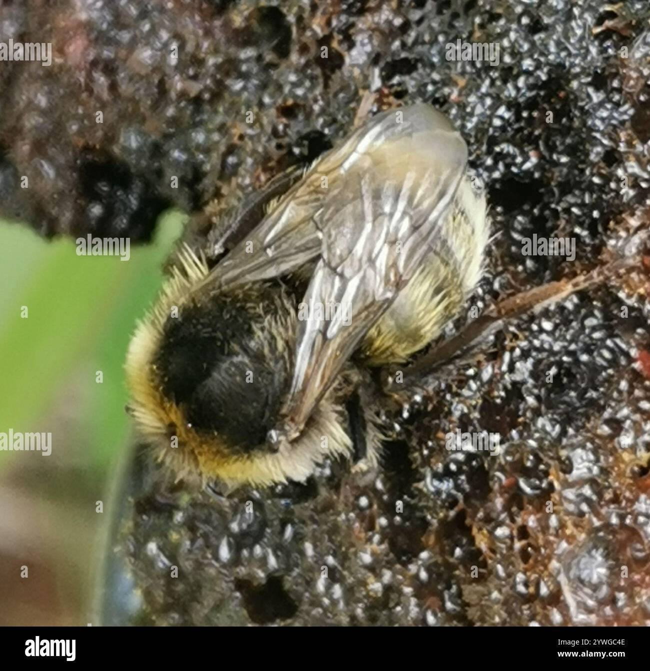 White-tailed Bumble Bee (Bombus lucorum Stock Photo - Alamy