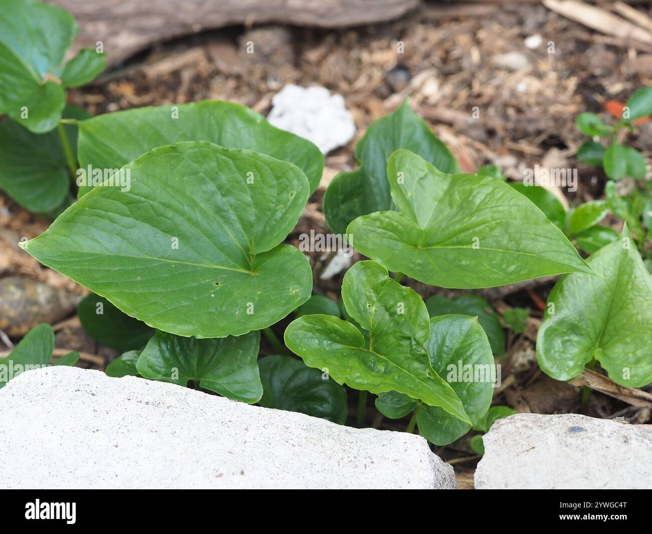 Typhonium roxburghii hi-res stock photography and images - Alamy