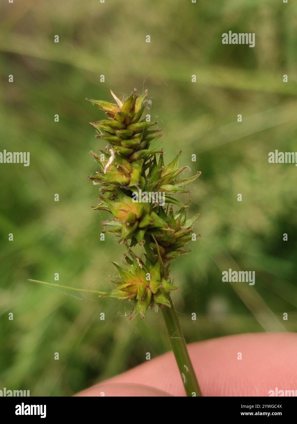 oval-headed sedge (Carex cephalophora Stock Photo - Alamy