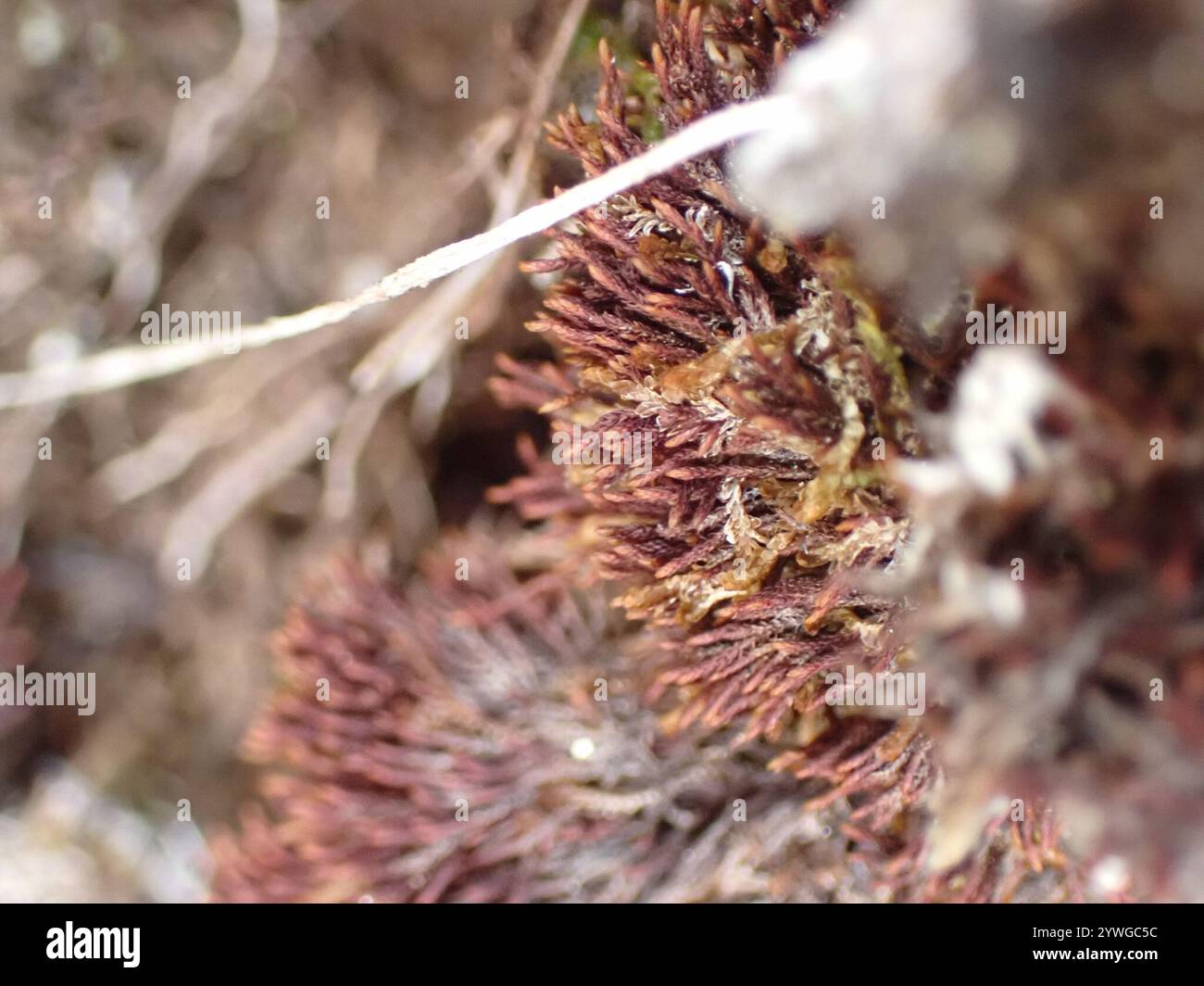 Black Rock Moss (Andreaea rupestris Stock Photo - Alamy