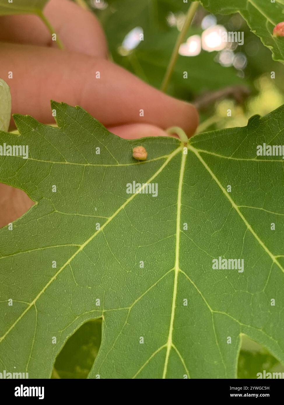 Maple Bladdergall Mite (Vasates quadripedes Stock Photo - Alamy